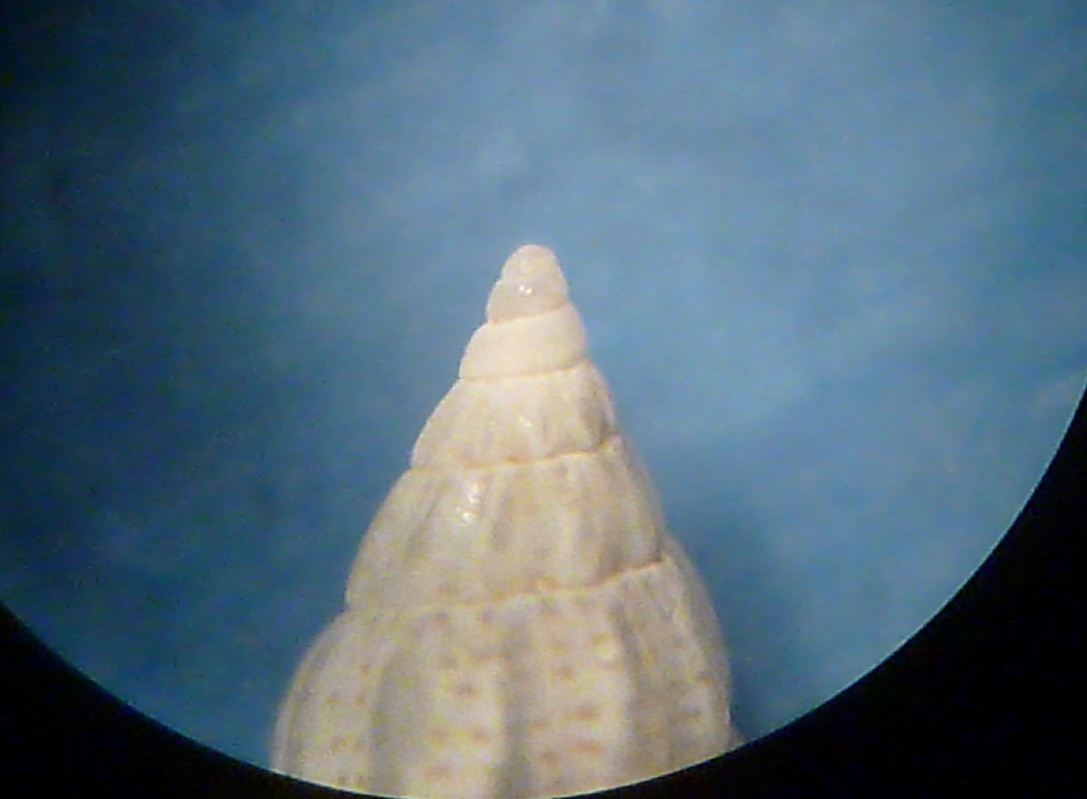 Rissoa splendida? , Natura Mediterraneo | Forum Naturalistico