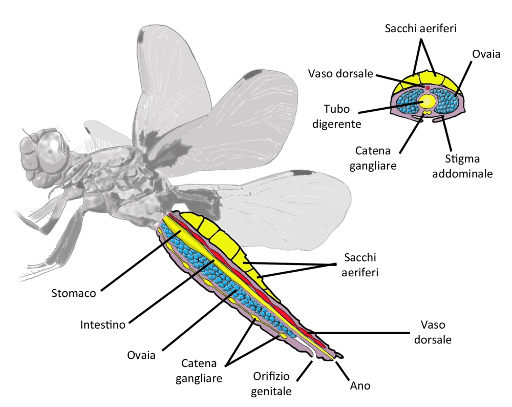 Scheda: cenni di Anatomia Interna delle Libellule , Natura Mediterraneo ...