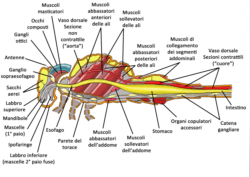 Scheda: cenni di Anatomia Interna delle Libellule , Natura Mediterraneo ...