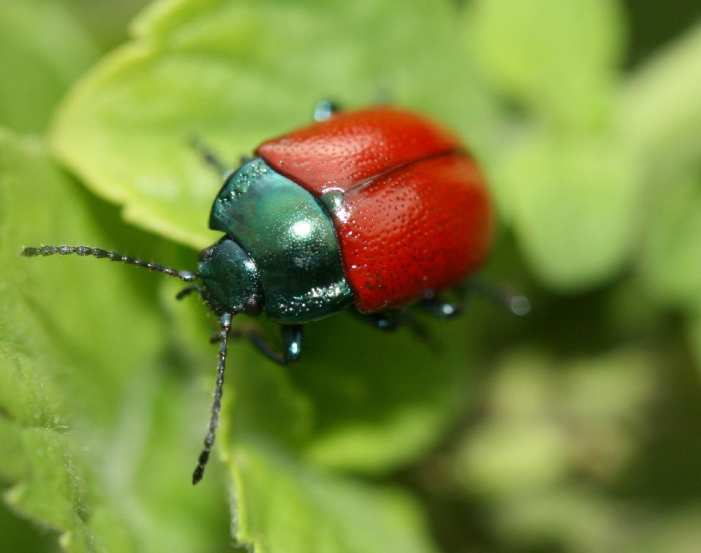 Chrysomelidae: Chrysolina grossa , Natura Mediterraneo | Forum ...