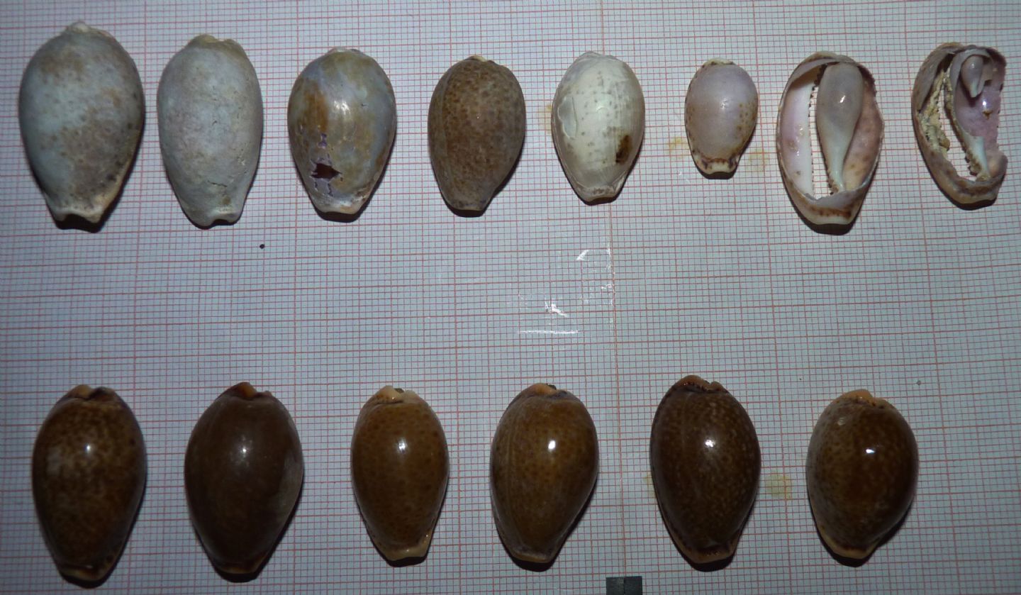 Cypraeidae Erosaria spurca , Natura Mediterraneo | Forum Naturalistico