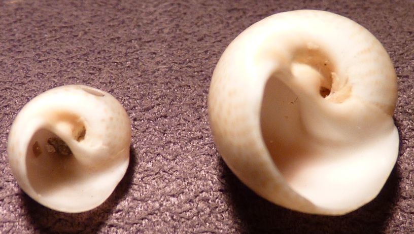 Naticidae Natica stercusmuscarum , Natura Mediterraneo | Forum ...