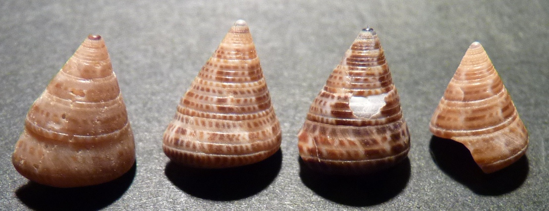 Trochidae Calliostoma conulus ? , Natura Mediterraneo | Forum Naturalistico