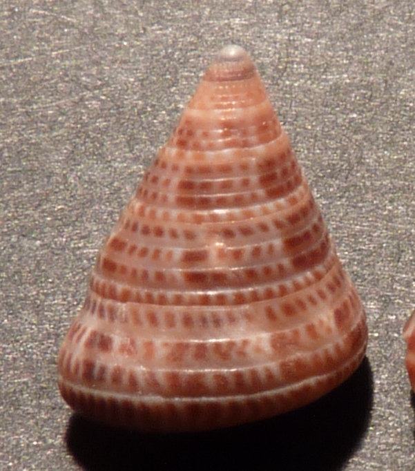 Trochidae Calliostoma conulus ? , Natura Mediterraneo | Forum Naturalistico