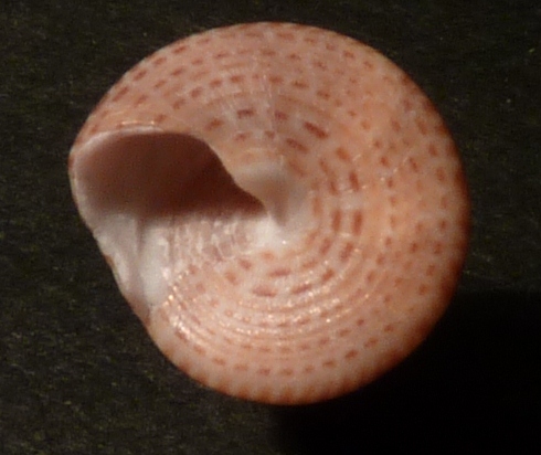 Trochidae Calliostoma conulus ? , Natura Mediterraneo | Forum Naturalistico