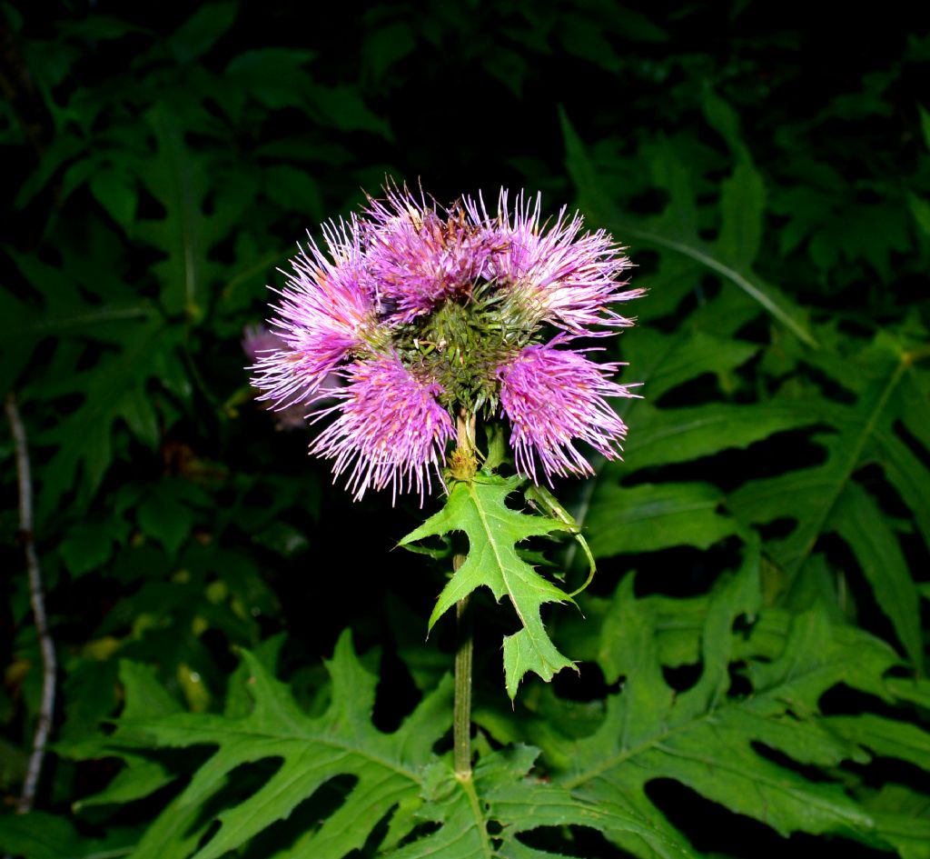 cirsium? , Natura Mediterraneo | Forum Naturalistico