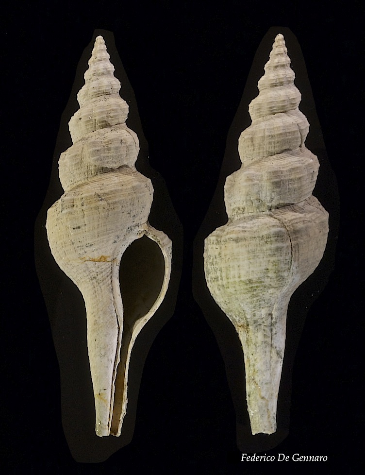 Fusinus , Natura Mediterraneo | Forum Naturalistico