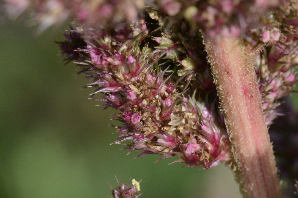 Amaranthus sp. , Natura Mediterraneo | Forum Naturalistico