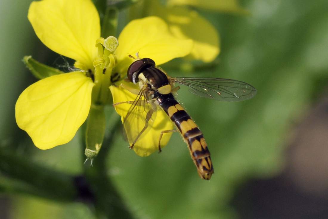 Sirfide da ID , Natura Mediterraneo | Forum Naturalistico