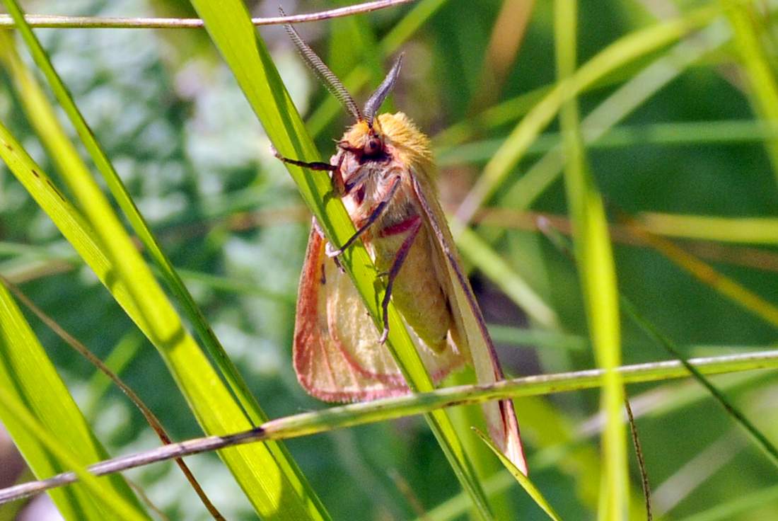 Farfalla strana da ID , Natura Mediterraneo | Forum Naturalistico