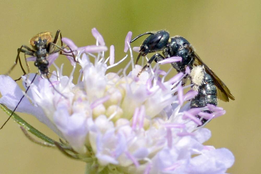 Ape nera da ID , Natura Mediterraneo | Forum Naturalistico