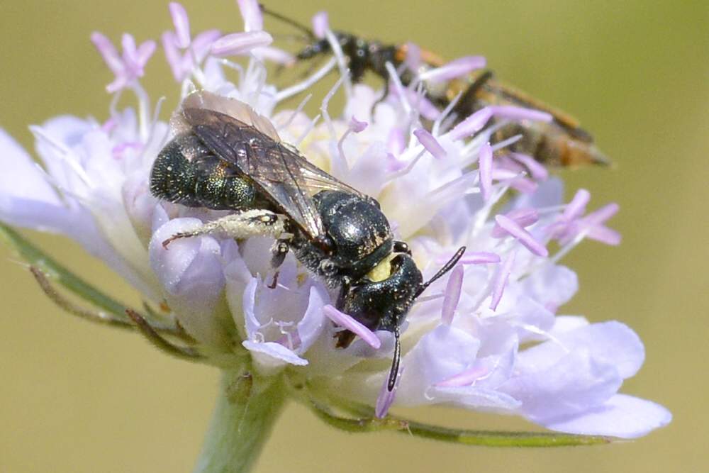 Ape nera da ID , Natura Mediterraneo | Forum Naturalistico