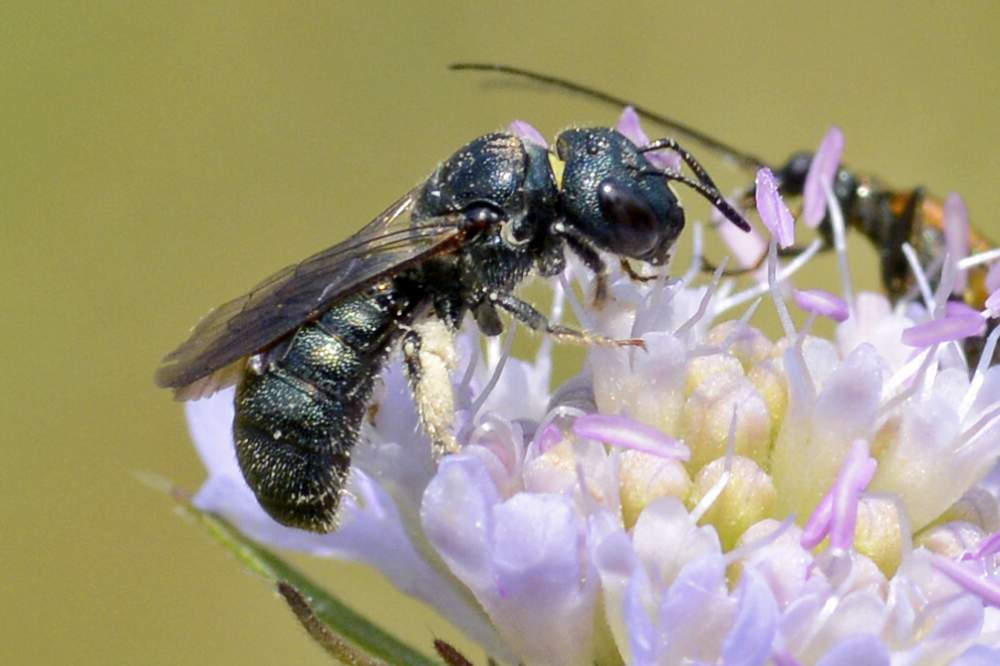 Ape nera da ID , Natura Mediterraneo | Forum Naturalistico