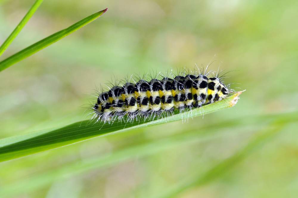 Bruco da identificare , Natura Mediterraneo | Forum Naturalistico