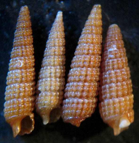 Bittium scabrum , Natura Mediterraneo | Forum Naturalistico