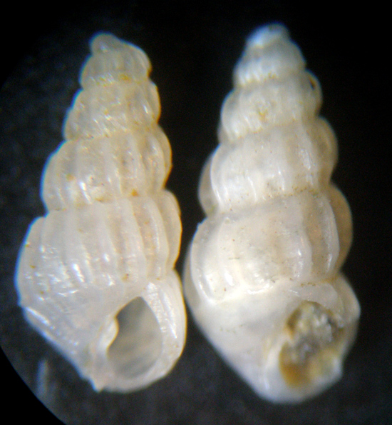 Parthenina da determinare , Natura Mediterraneo | Forum Naturalistico