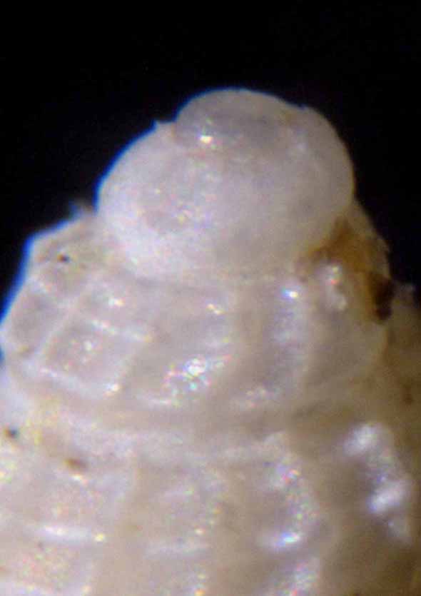 Alvania subsoluta? , Natura Mediterraneo | Forum Naturalistico