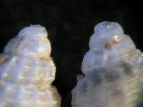 Alvania subsoluta? , Natura Mediterraneo | Forum Naturalistico