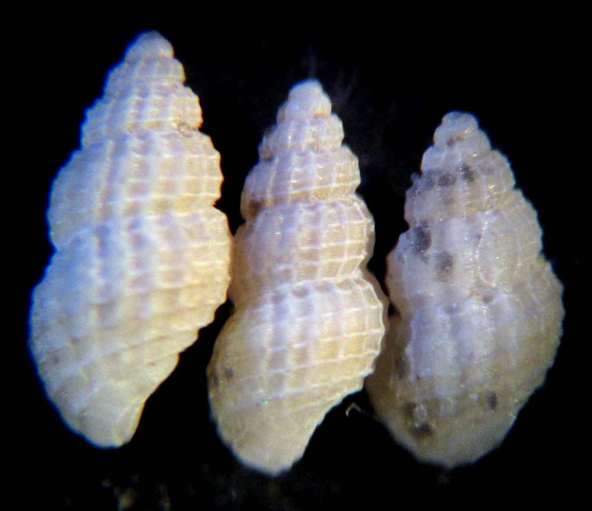 Alvania subsoluta? , Natura Mediterraneo | Forum Naturalistico