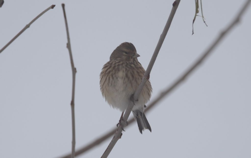 Fanello (Linaria cannabina) , Natura Mediterraneo | Forum Naturalistico
