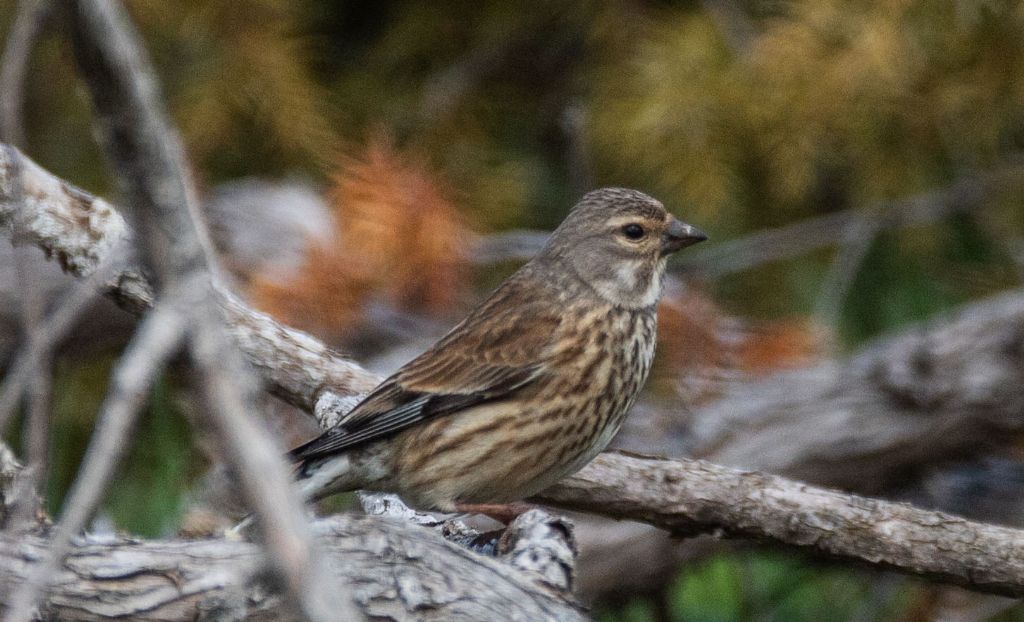 Fanelli e domanda , Natura Mediterraneo | Forum Naturalistico