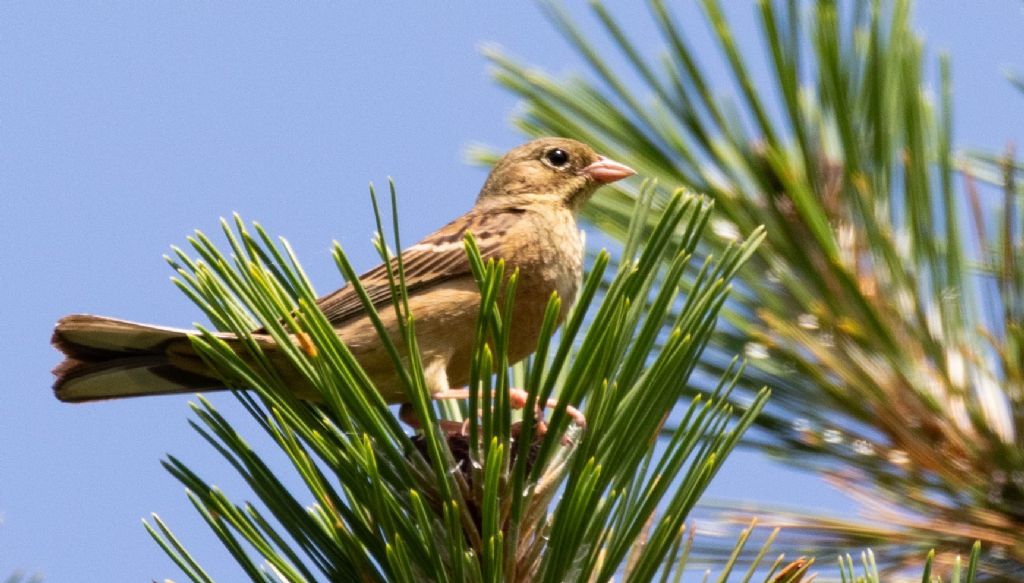 Ortolani , Natura Mediterraneo | Forum Naturalistico