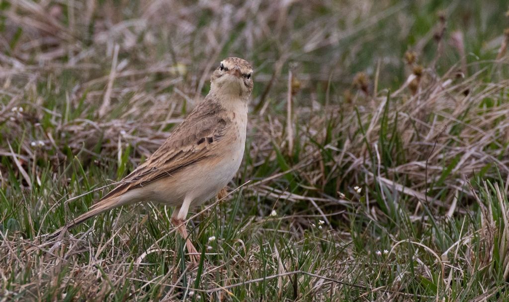 Calandro , Natura Mediterraneo | Forum Naturalistico
