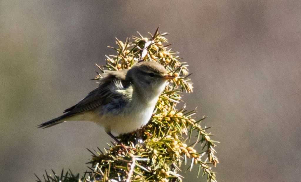 Che lui è? , Natura Mediterraneo | Forum Naturalistico