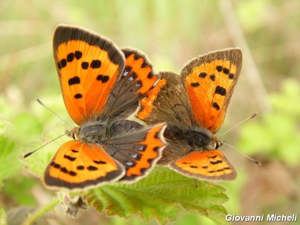 Lycaena phlaelas... , Natura Mediterraneo | Forum Naturalistico