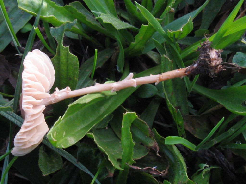 Marasmius oreades? 1 , Natura Mediterraneo | Forum Naturalistico