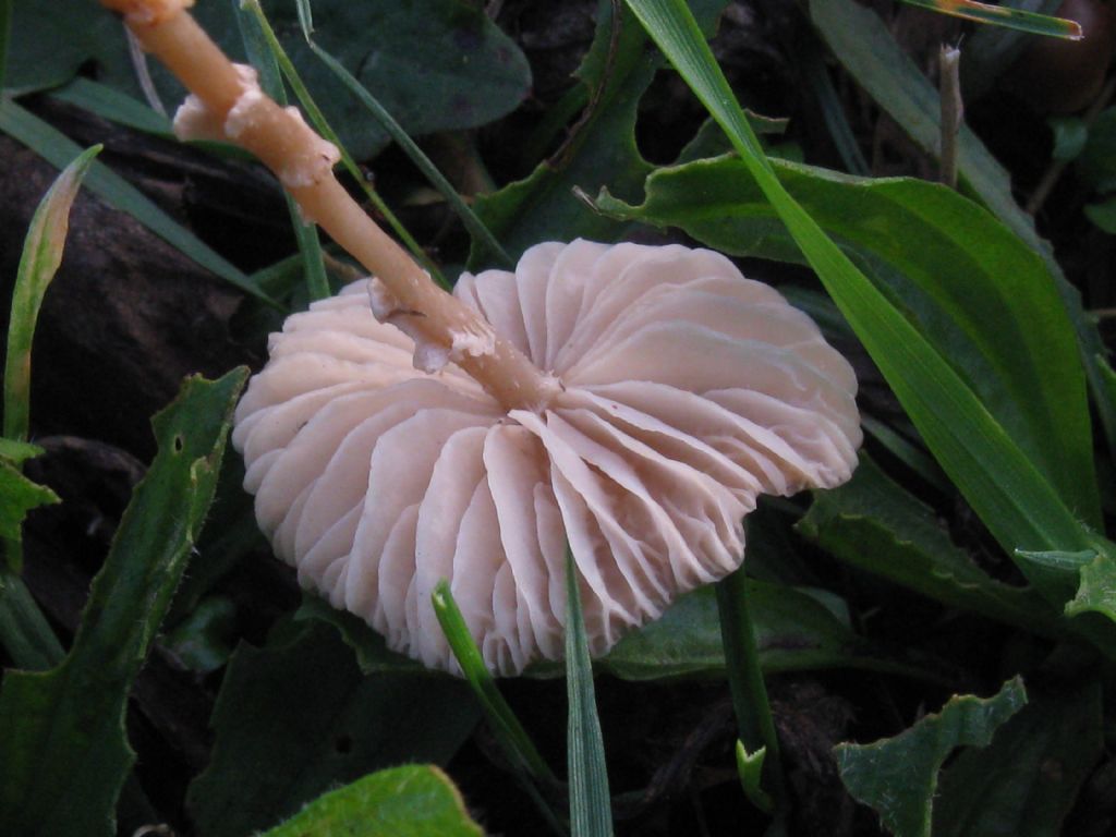 Marasmius oreades? 1 , Natura Mediterraneo | Forum Naturalistico