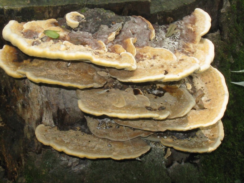 Fomes fomentarius? , Natura Mediterraneo | Forum Naturalistico