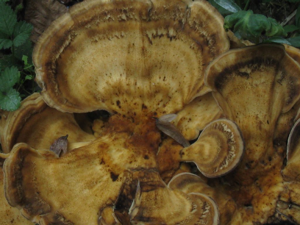 fungo saprofita?Polyporus? , Natura Mediterraneo | Forum Naturalistico