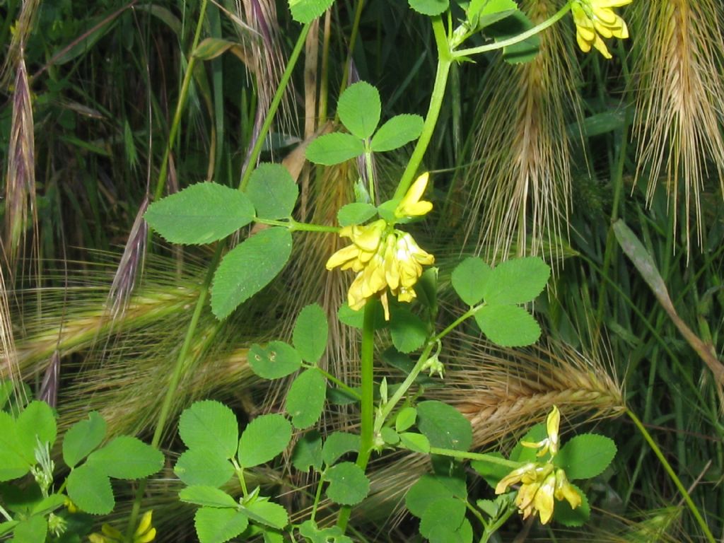 Medicago sp.? Sì ! , Natura Mediterraneo | Forum Naturalistico