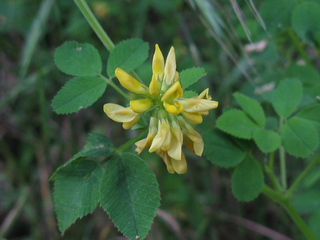 Medicago sp.? Sì ! , Natura Mediterraneo | Forum Naturalistico