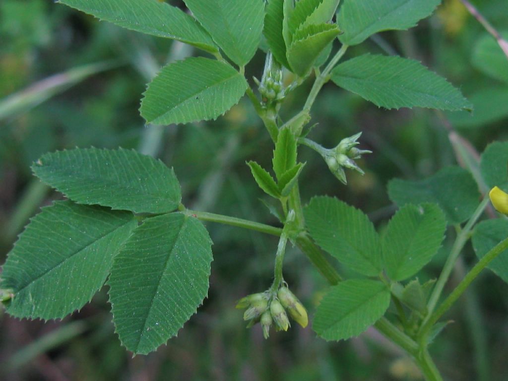 Medicago sp.? Sì ! , Natura Mediterraneo | Forum Naturalistico