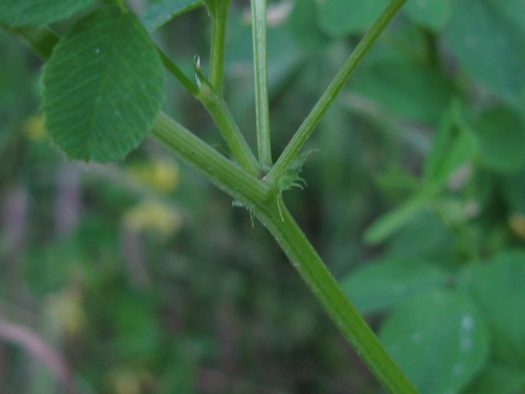 Medicago sp.? Sì ! , Natura Mediterraneo | Forum Naturalistico