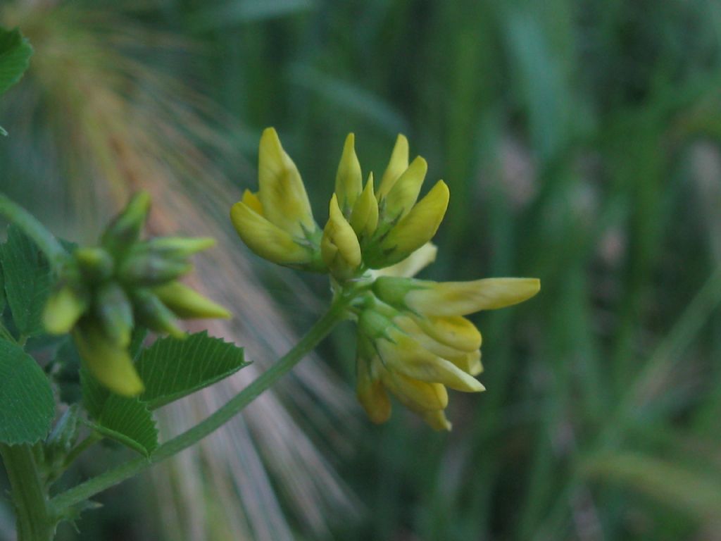Medicago sp.? Sì ! , Natura Mediterraneo | Forum Naturalistico