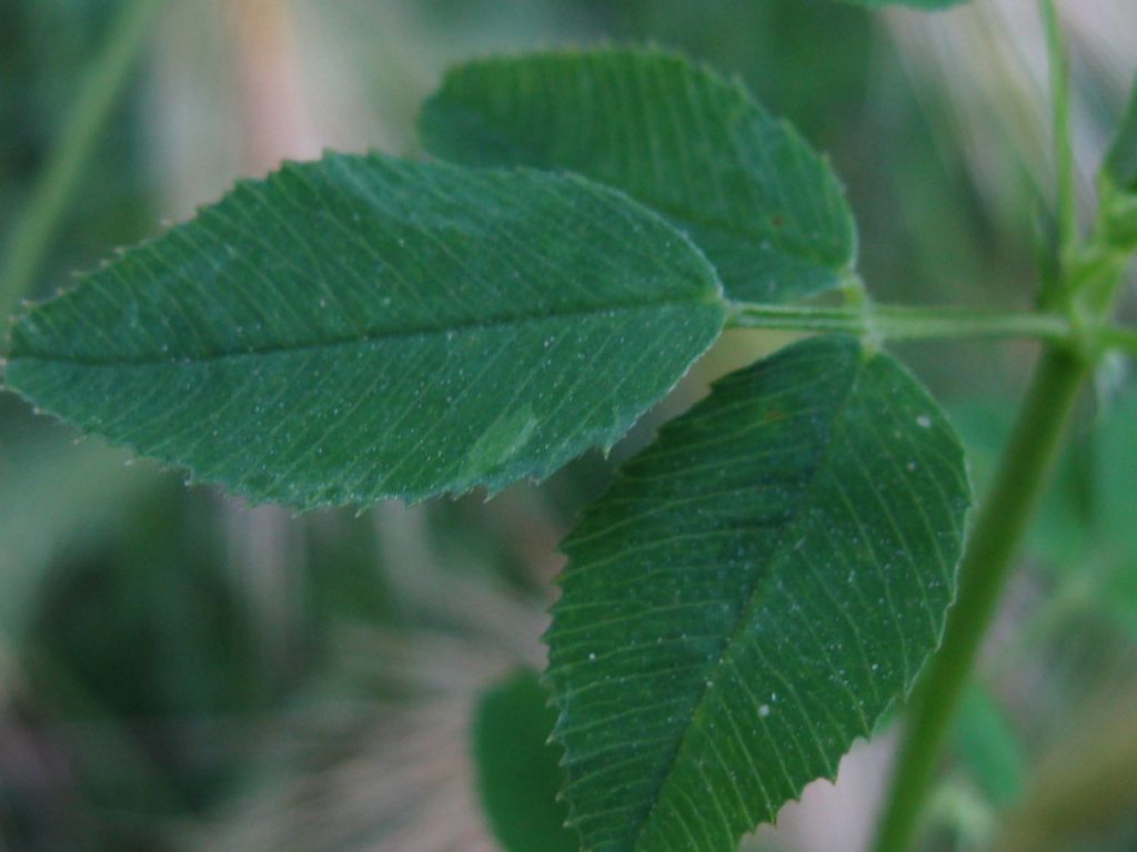 Medicago sp.? Sì ! , Natura Mediterraneo | Forum Naturalistico
