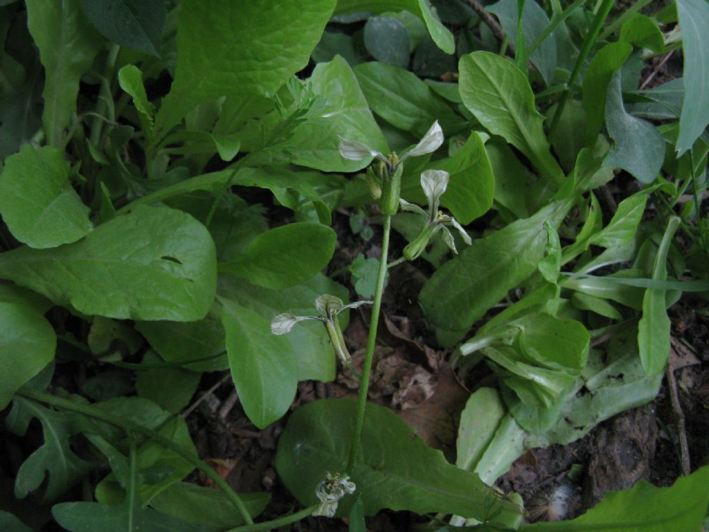 Eruca sativa o vesicaria ssp. sativa? , Natura Mediterraneo | Forum ...