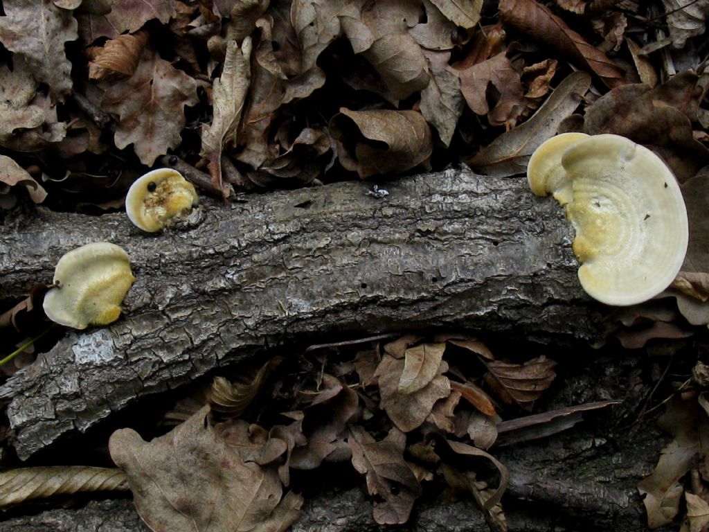 Tremetes hirsuta? , Natura Mediterraneo | Forum Naturalistico
