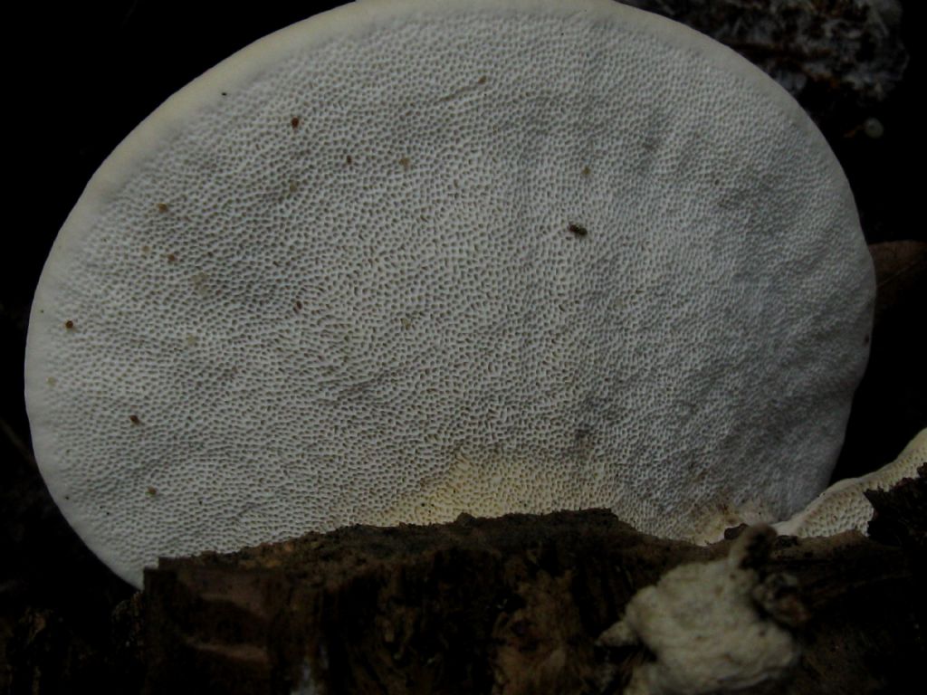 Tremetes hirsuta? , Natura Mediterraneo | Forum Naturalistico