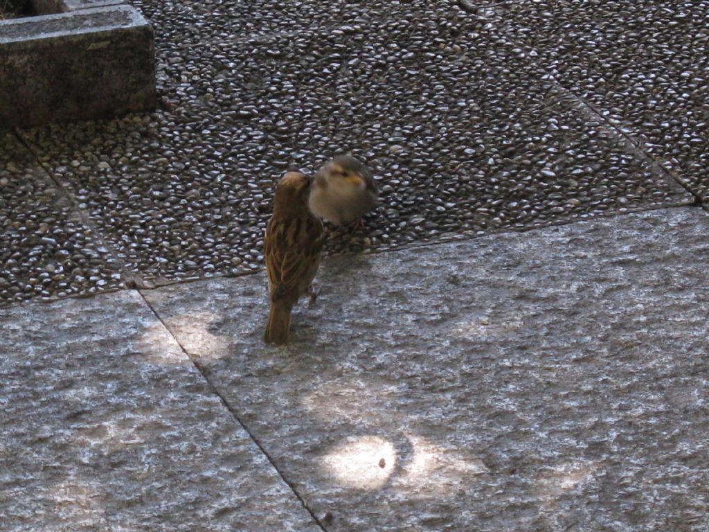 Passero...? , Natura Mediterraneo | Forum Naturalistico