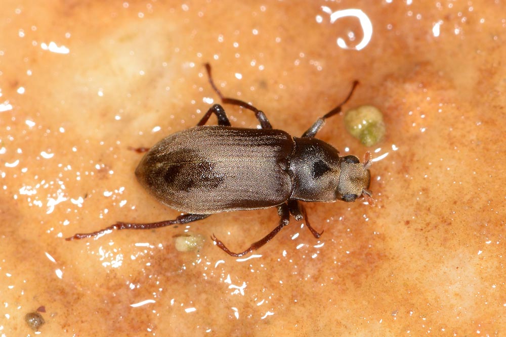 Nebrioporus sansii (Dyticidae) e Pomatinus substriatus (Dryopidae ...