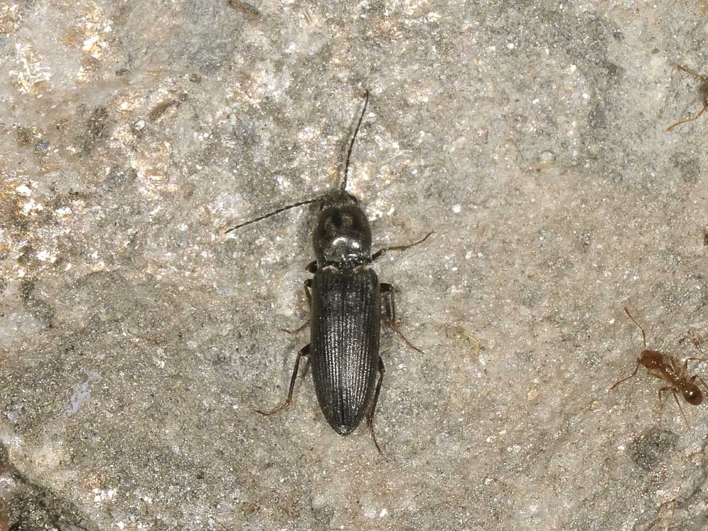 Dicronychus cinereus (Elateridae) , Natura Mediterraneo | Forum ...