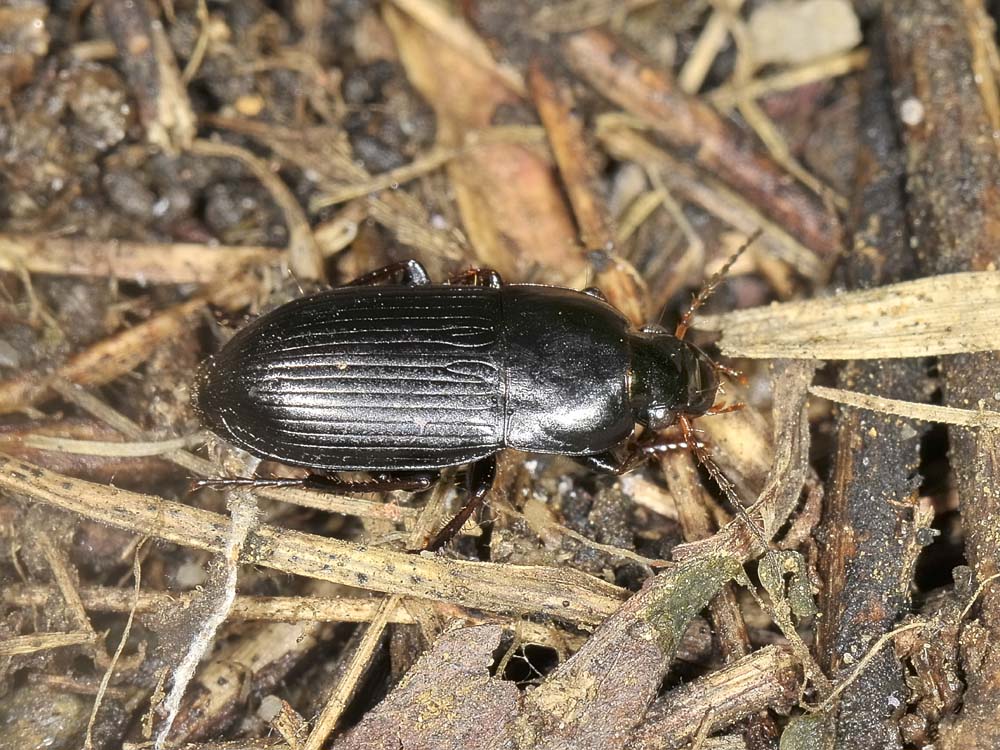 Amara? No, Harpalus cfr. anxius , Natura Mediterraneo | Forum Naturalistico