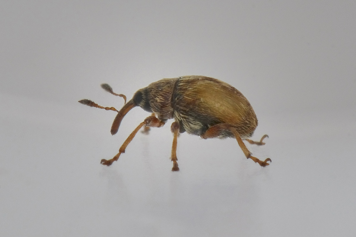 Nanophyidae: Nanophyes sp. e Dieckmanniellus sp. , Natura Mediterraneo ...