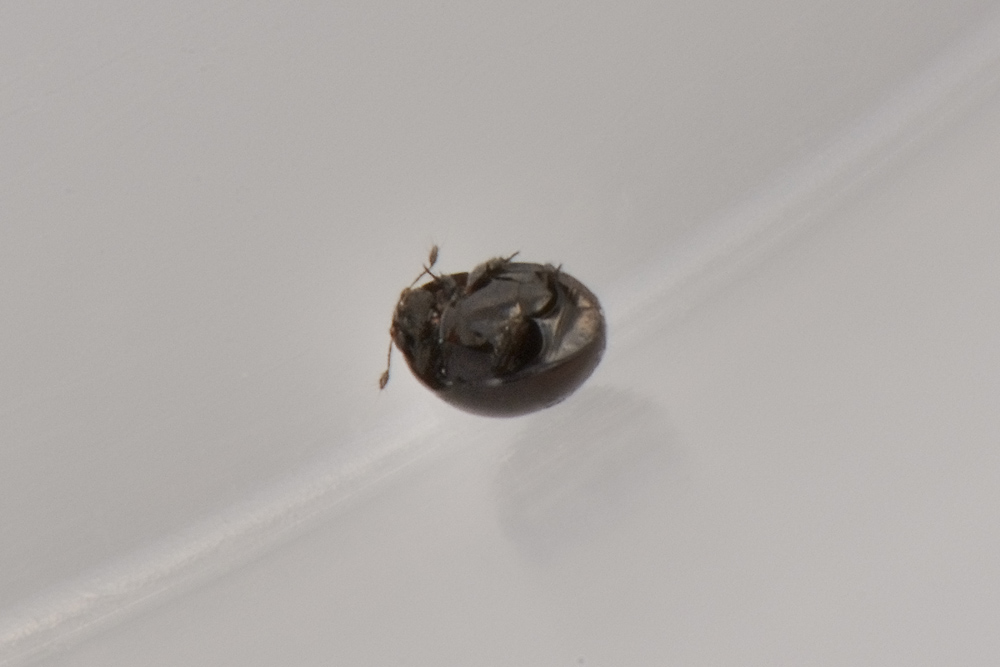Sphaeriusidae: Sphaerius acaroides , Natura Mediterraneo | Forum ...