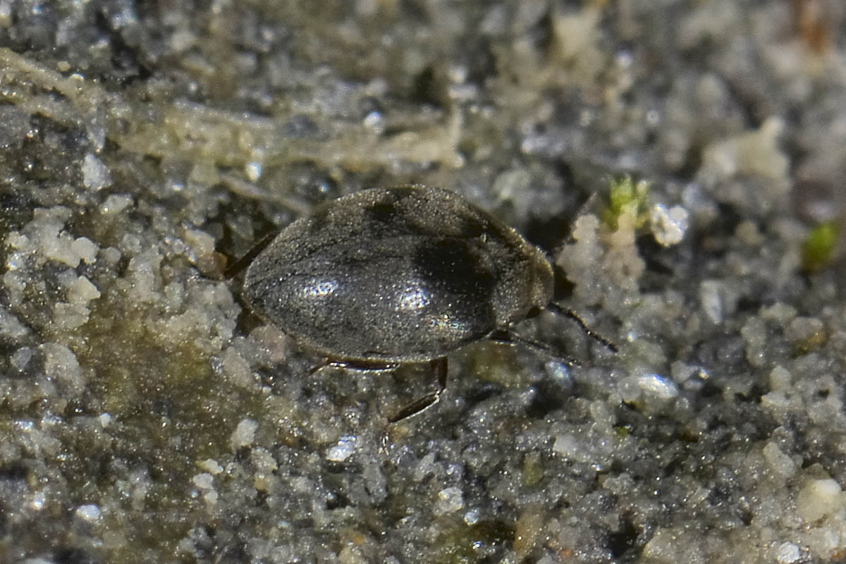 Limnichidae: Limnichus aff. incanus , Natura Mediterraneo | Forum ...