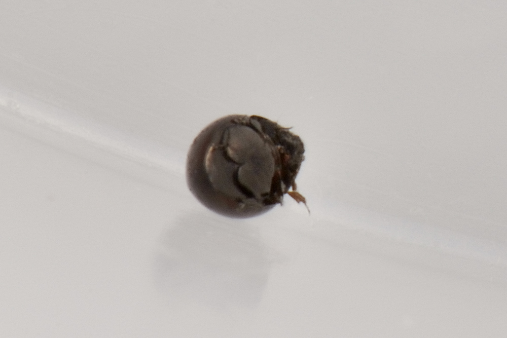 Sphaeriusidae: Sphaerius acaroides , Natura Mediterraneo | Forum ...